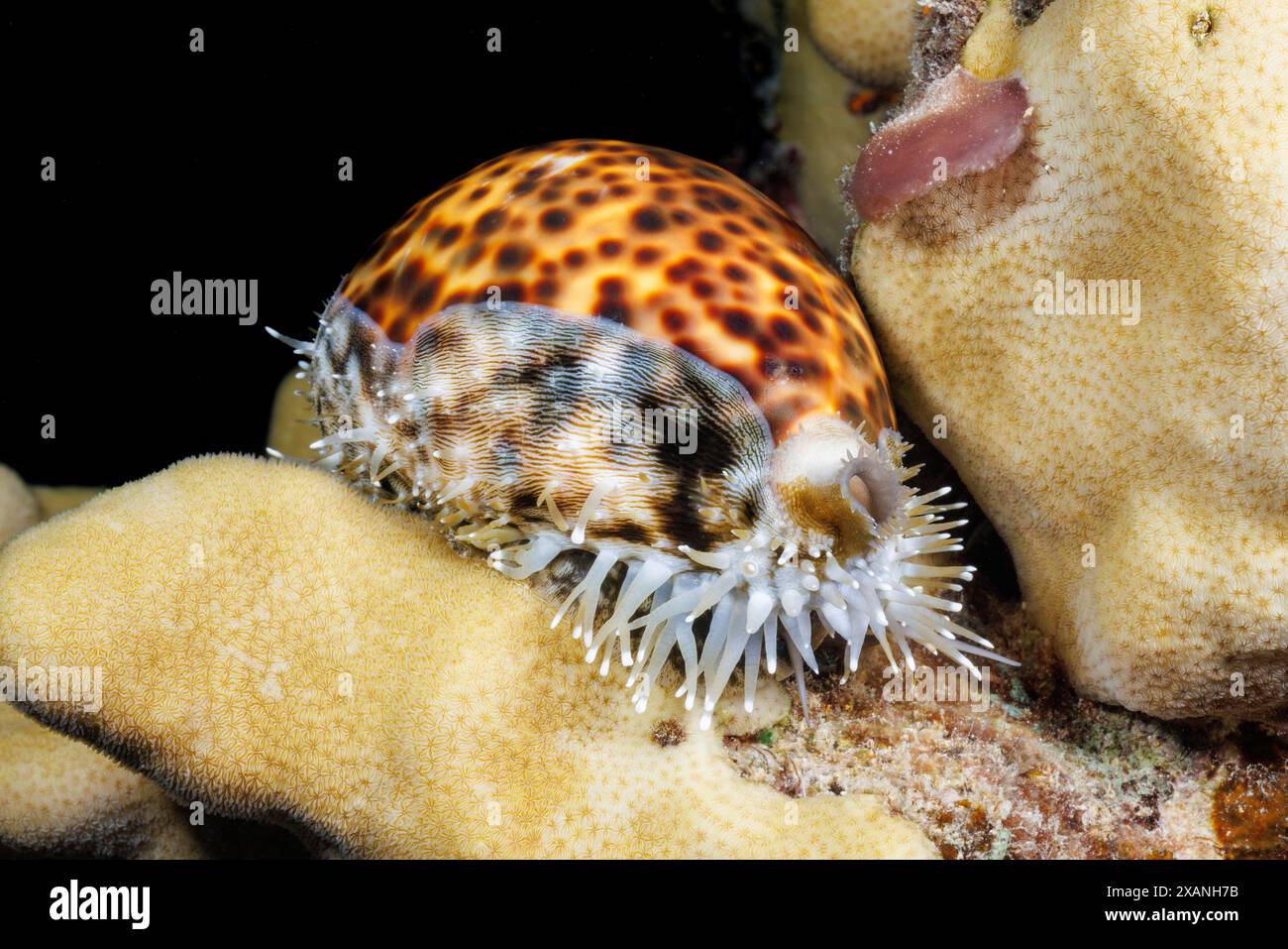 The tiger cowry, Cypraea tigris, is one of the larger and more common ...