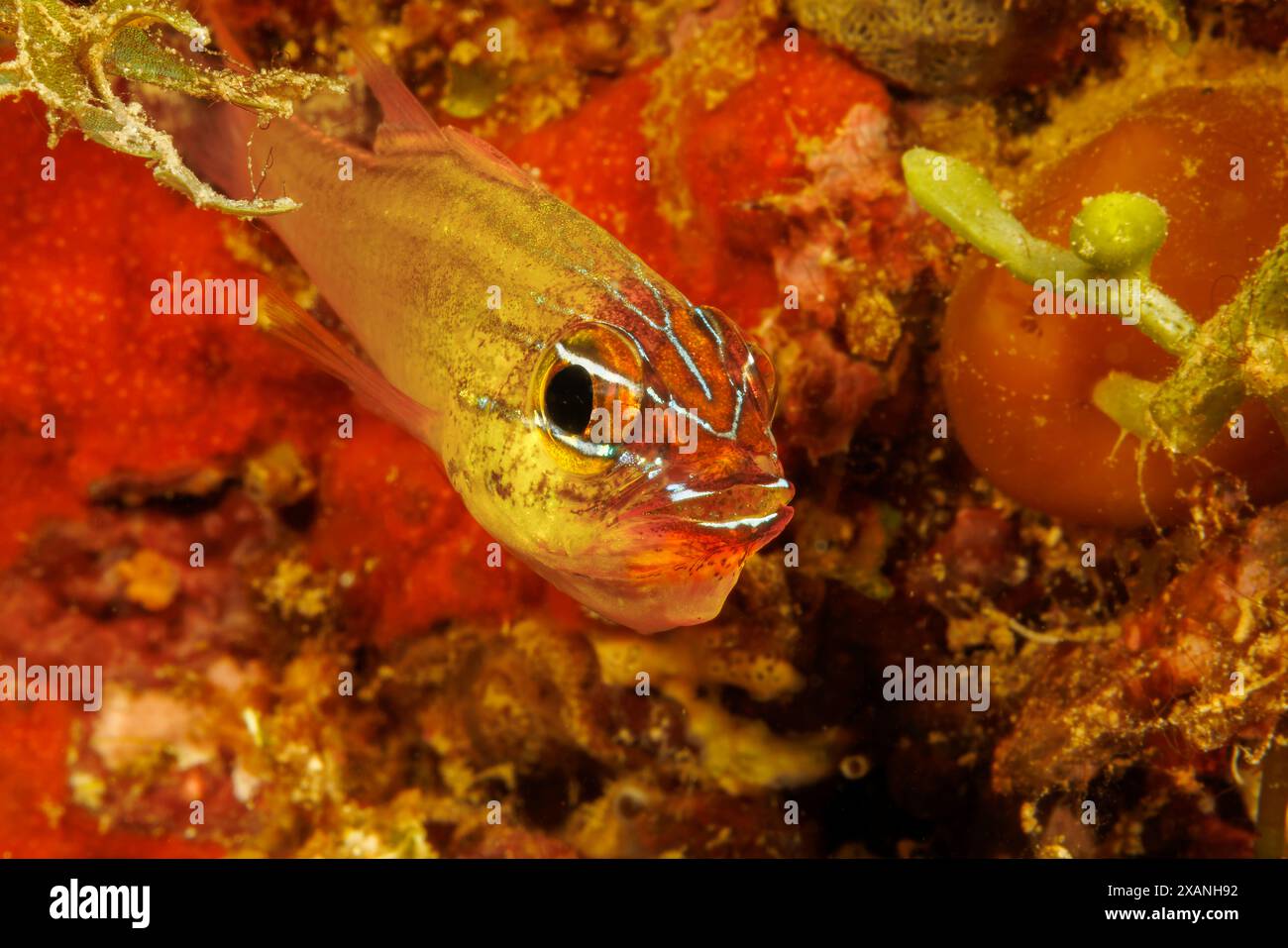 This male yellow cardinalfish, Ostorhinchus luteus, is protecting and ...