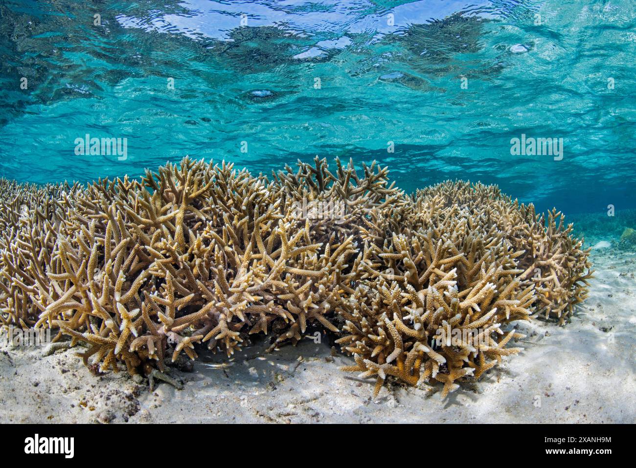 Abundant branching hard corals, Acropora sp. in the shallows of the ...