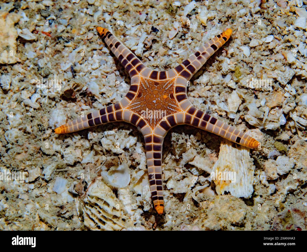 Colorful Iconaster longimanus Icon Sea Star or Starfish on Rocky Seabed ...