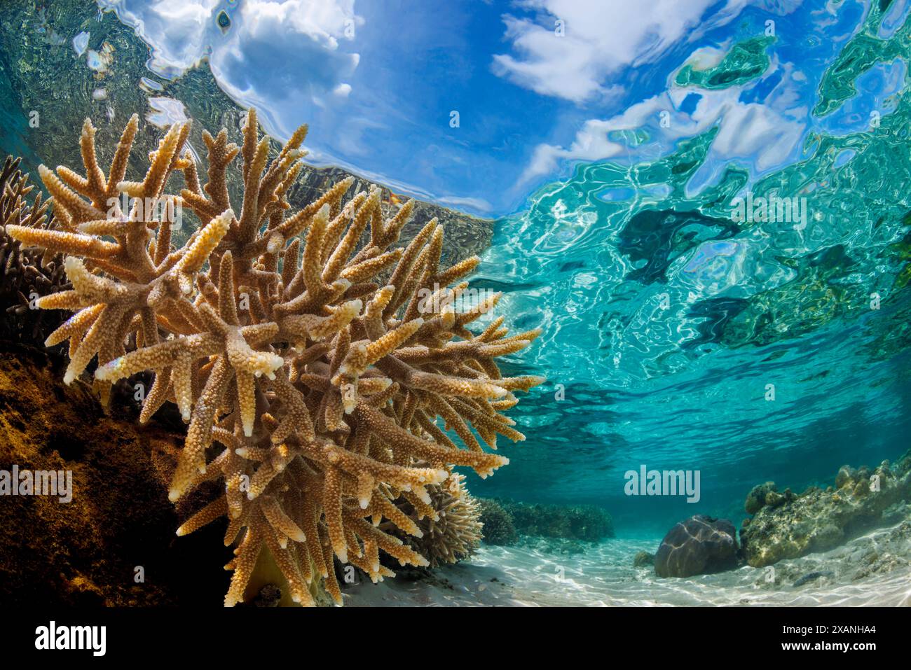 Abundant branching hard corals, Acropora sp. in the shallows of Tumon ...