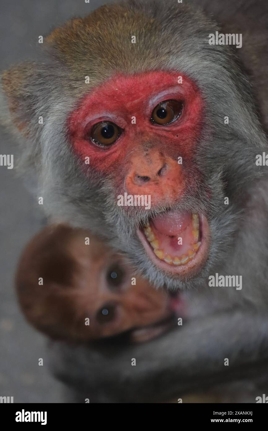 rhesus macaque (macaca mulatta) family, baby with mother in singalila ...
