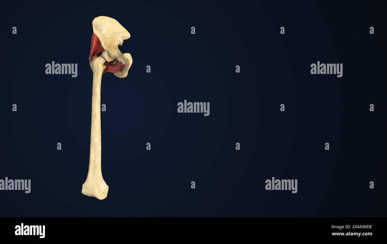 Microscopic structure of bone hi-res stock photography and images - Alamy