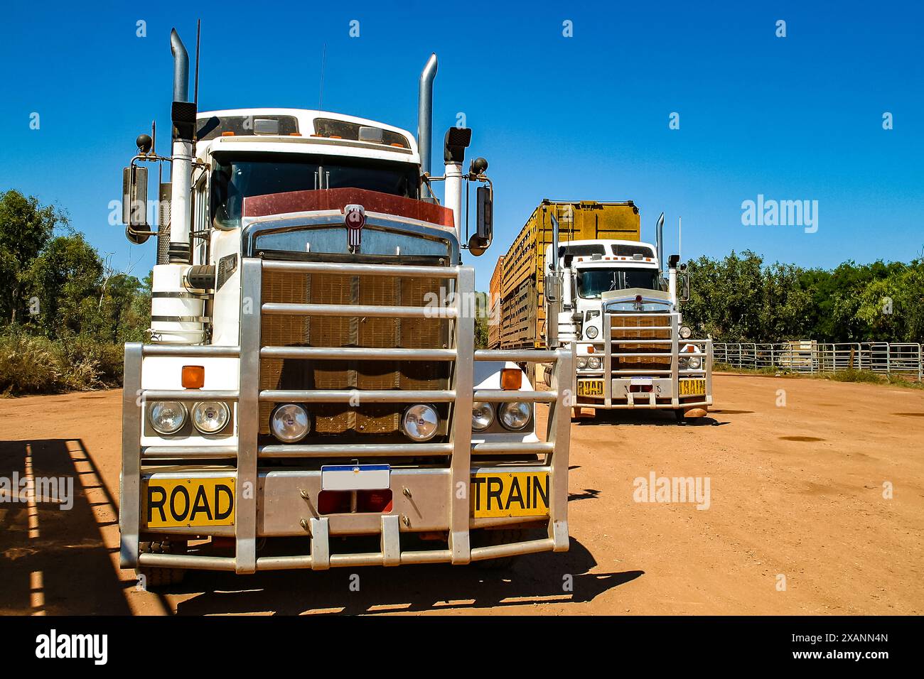 Road train vehicles waiting to load cattle for transportation from the ...