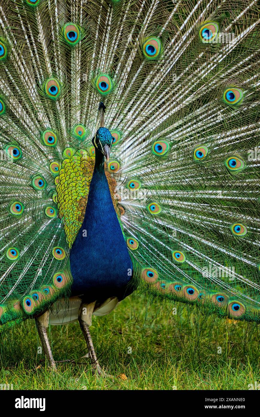 A male peacock displays its stunning tail feathers in a colorful ...