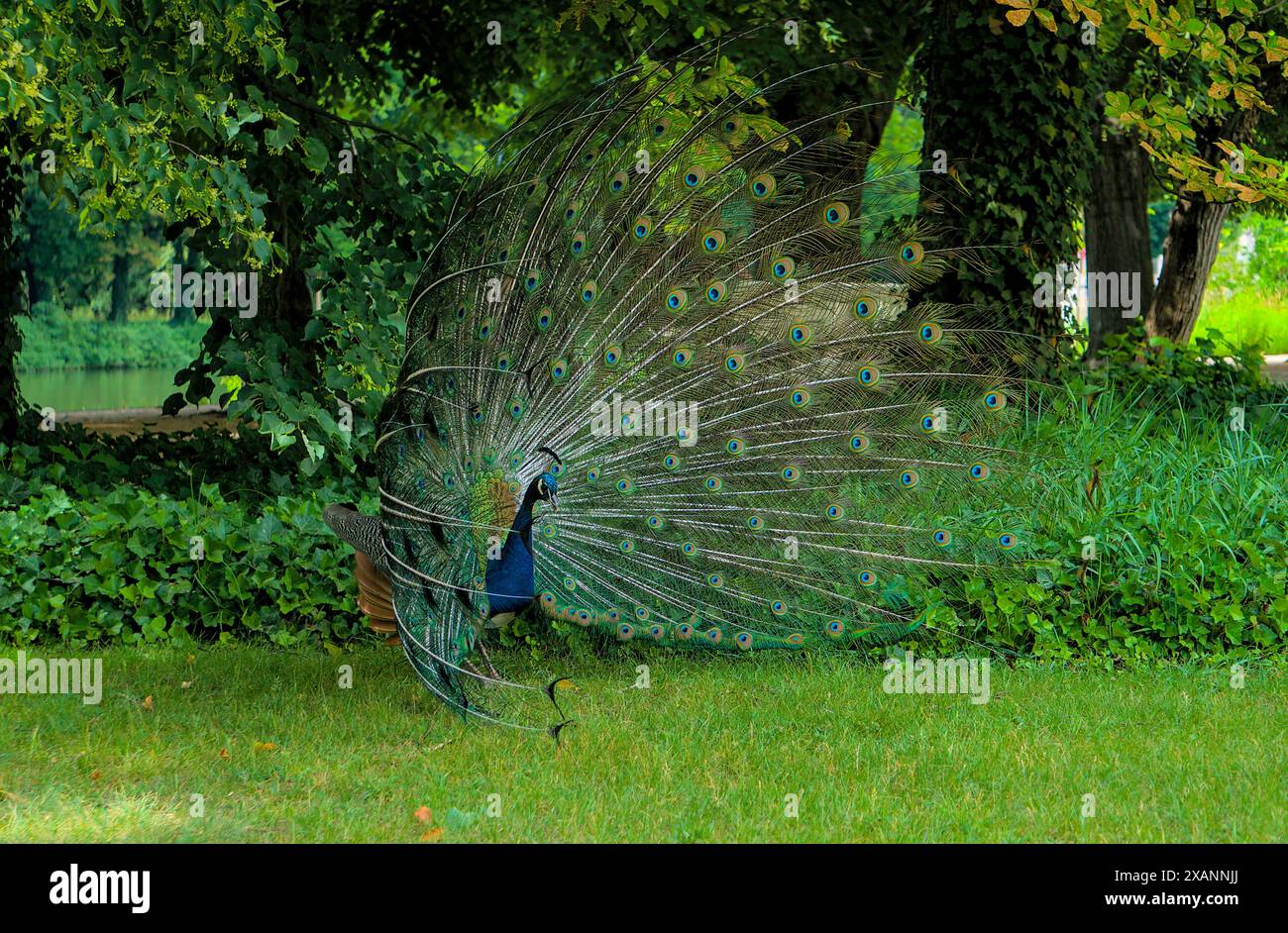 Majestic male peacock showcases its vibrant, iridescent tail feathers ...