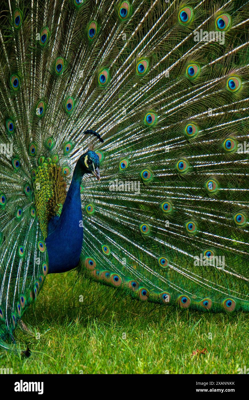A majestic male peacock showcases its elaborate and colorful tail ...