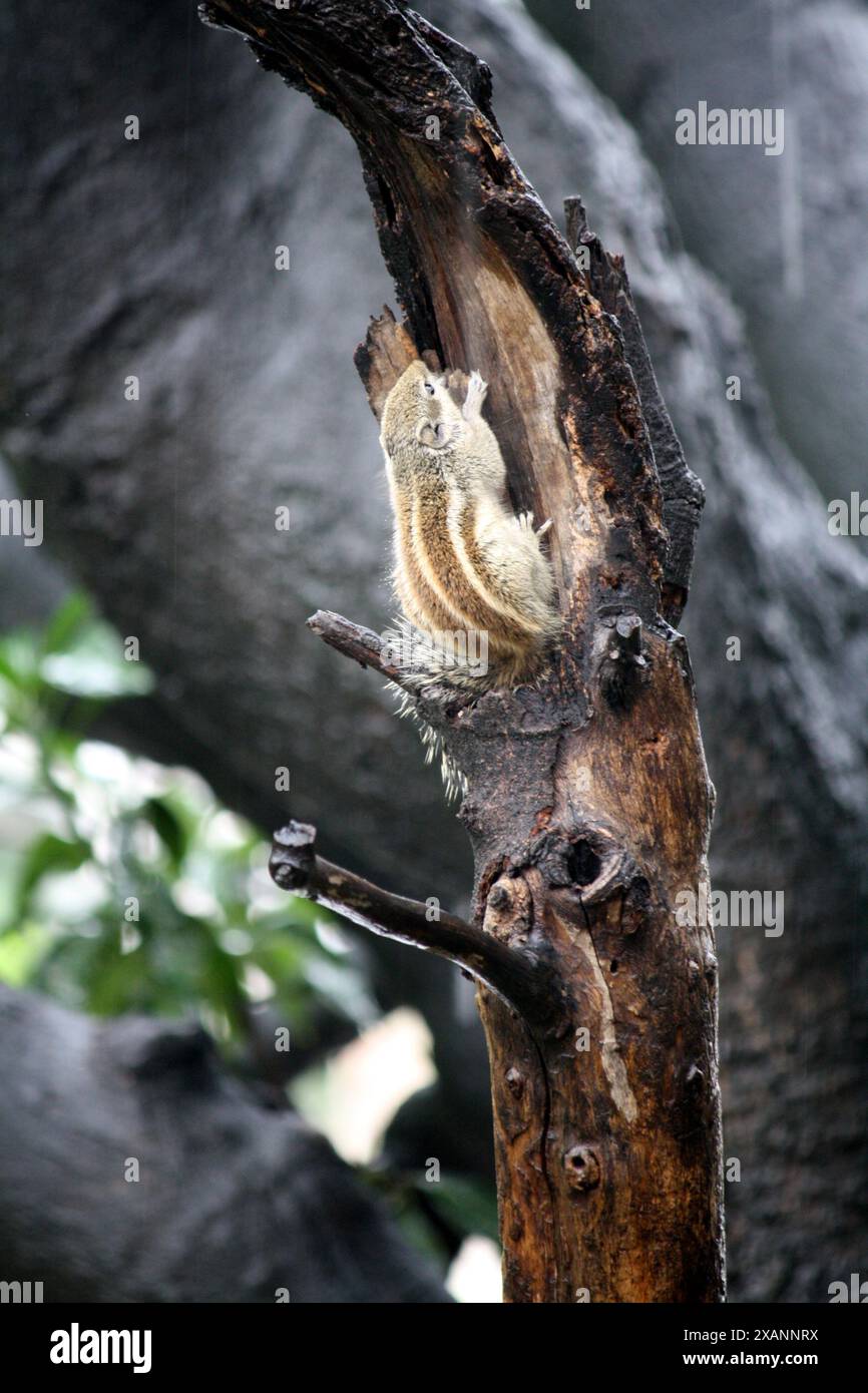 Indian palm squirrel (Funambulus palmarum) sitting on a tree : (pix ...