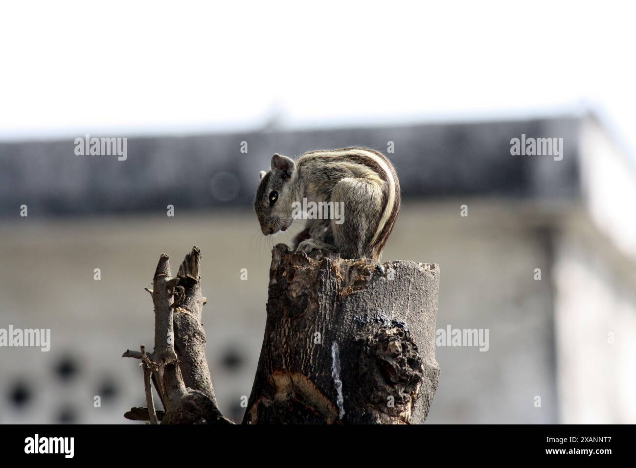Indian palm squirrel (Funambulus palmarum) sitting on a tree : (pix ...