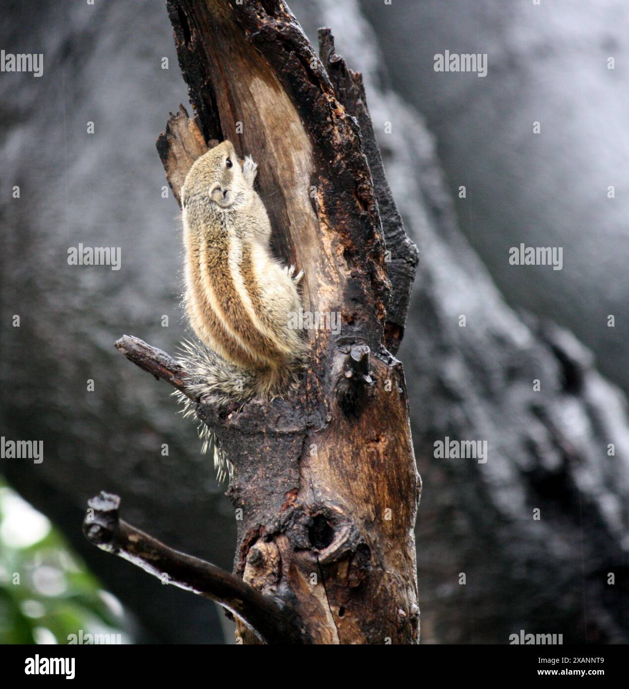 Indian palm squirrel (Funambulus palmarum) sitting on a tree : (pix ...