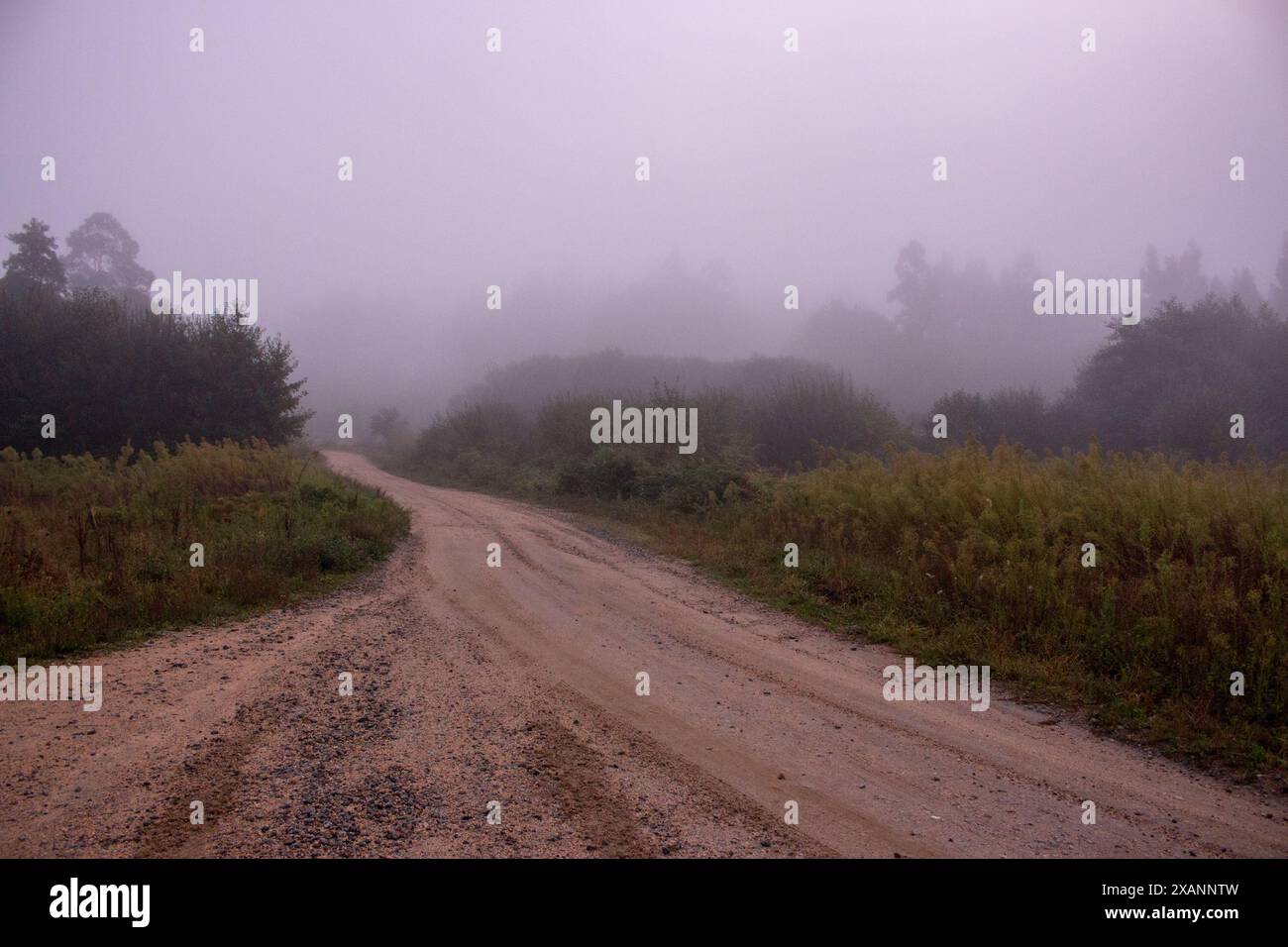 Empty road in the field in mist. Fog above rural pathway. Foggy morning ...