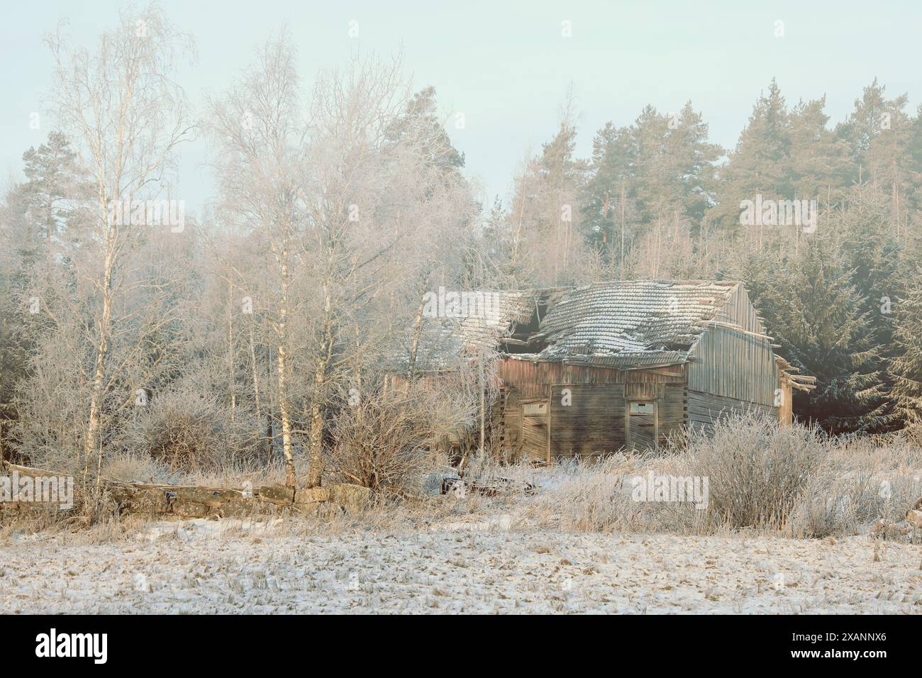 Abandoned, damaged wooden farm building with broken roof among frosted ...