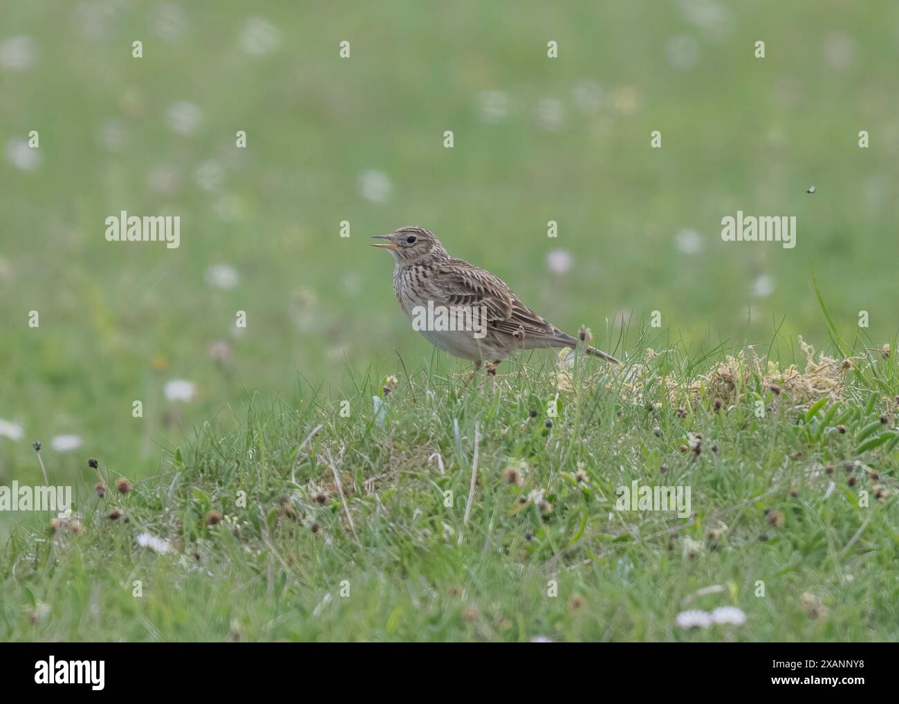 Loch barvas hi-res stock photography and images - Alamy