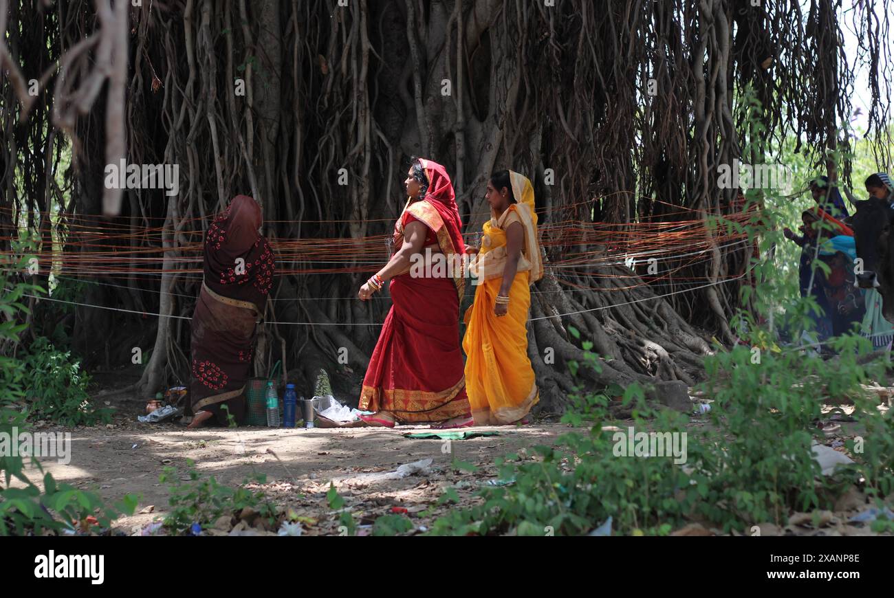 Married Indian women perform rituals on a sacred Banyan tree on the ...