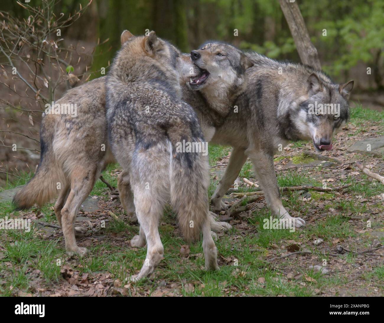 Wolf Europaeischer Grauwolf in Aktion Wolf Grauwolf *** Wolf European ...