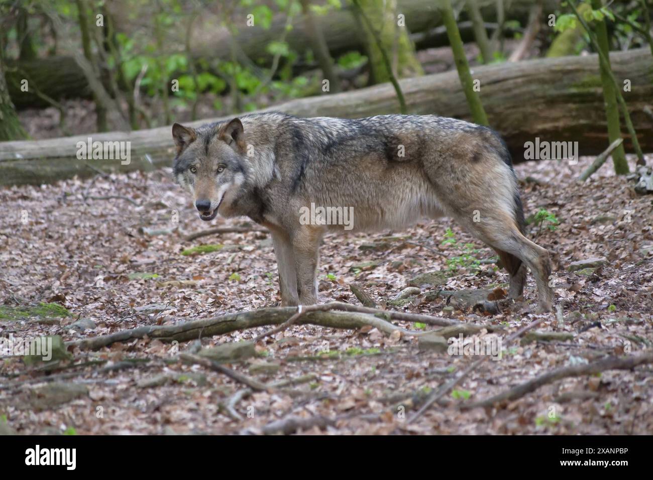 Wolf Europaeischer Grauwolf in Aktion Wolf Grauwolf *** Wolf European ...