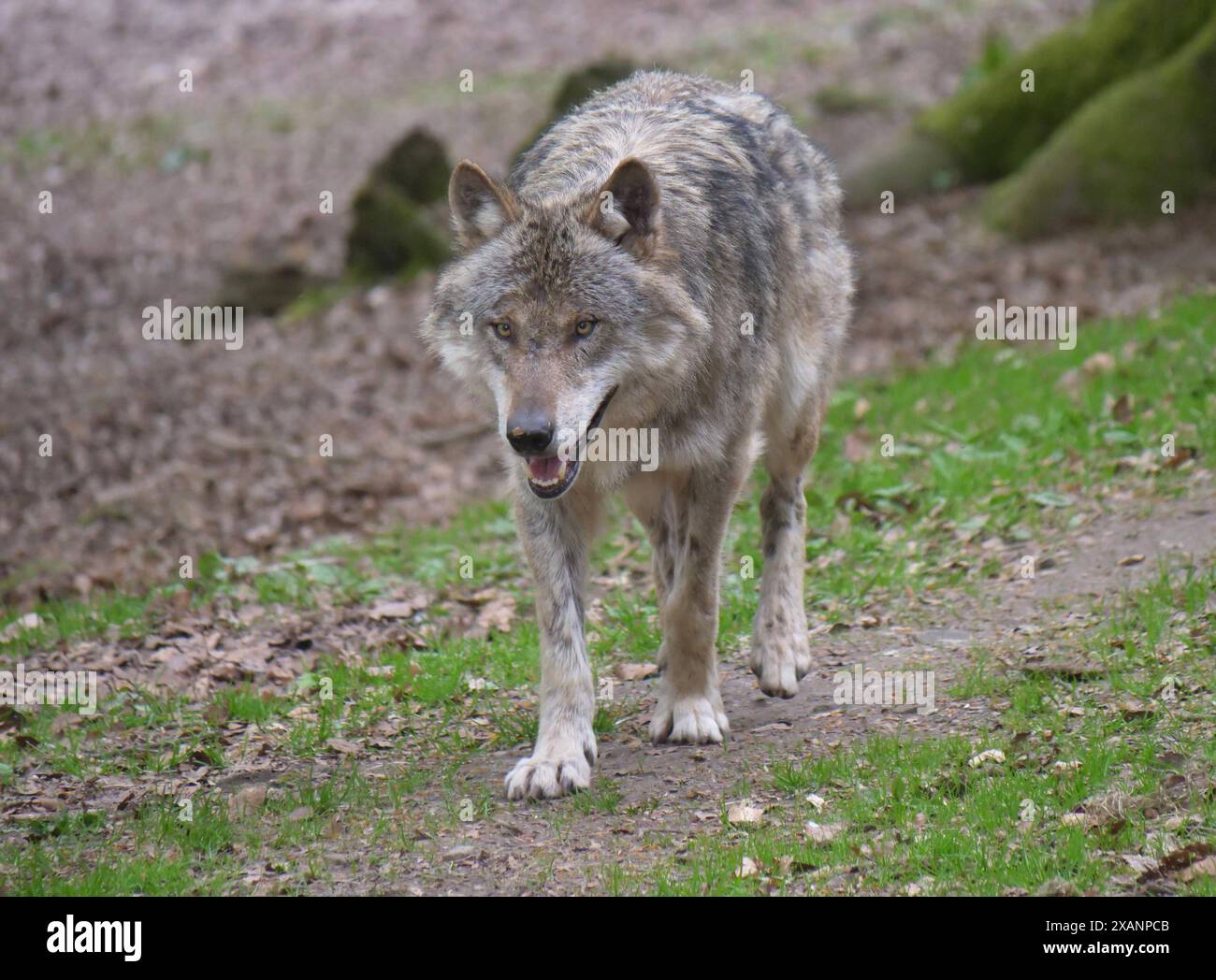 Wolf Europaeischer Grauwolf in Aktion Wolf Grauwolf *** Wolf European ...