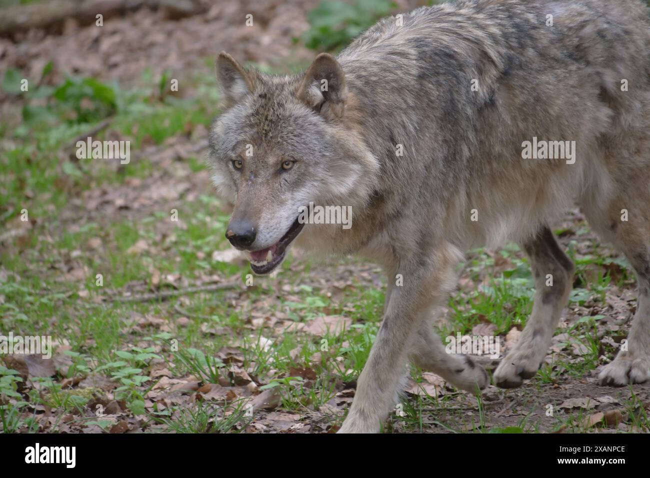 Wolf Europaeischer Grauwolf in Aktion Wolf Grauwolf *** Wolf European ...