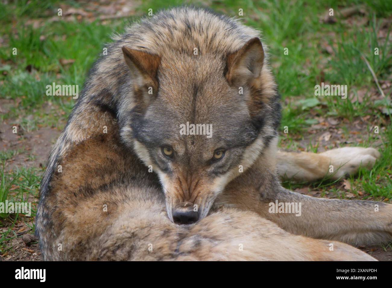 Wolf Europaeischer Grauwolf in Aktion Wolf Grauwolf *** Wolf European ...