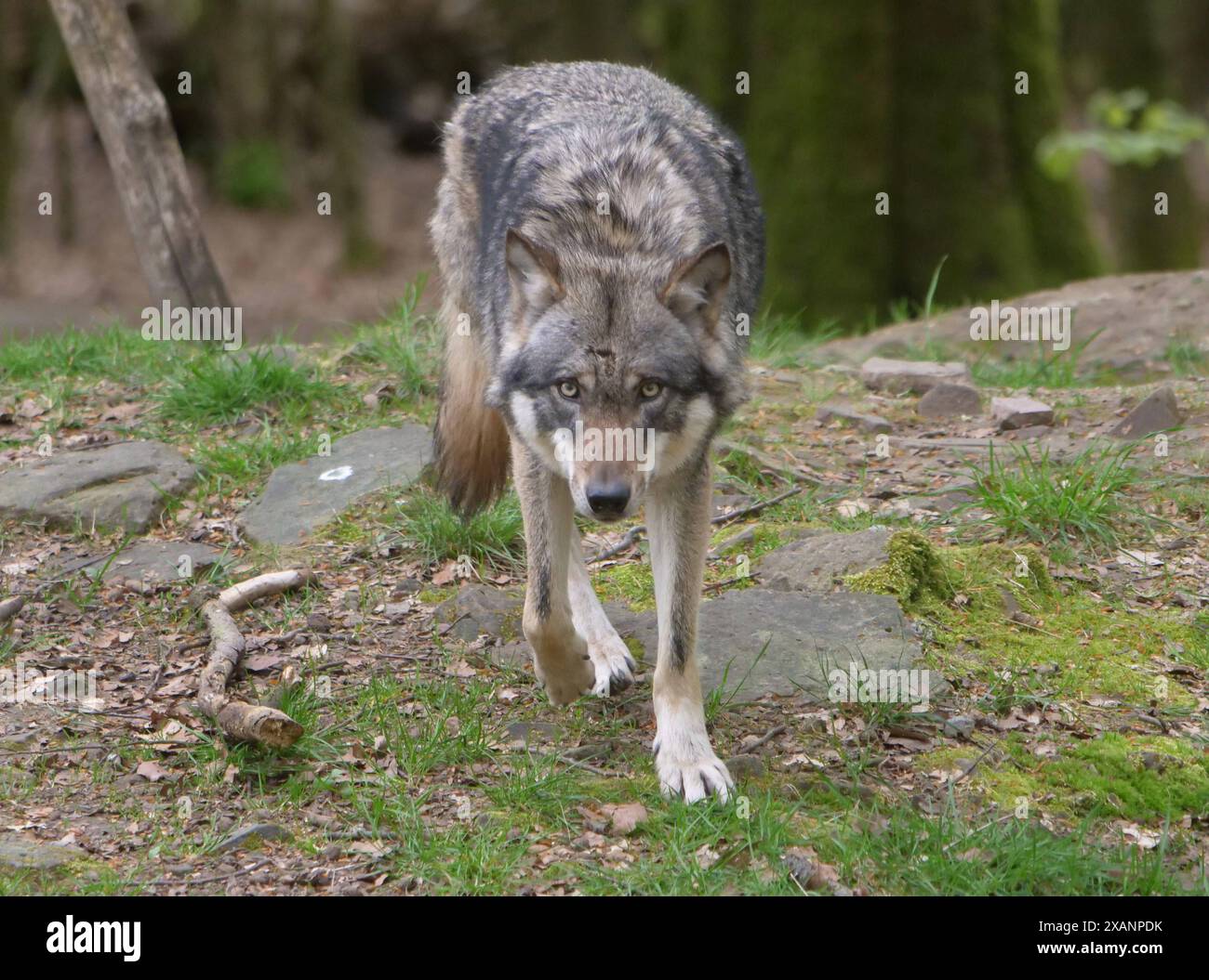 Wolf Europaeischer Grauwolf in Aktion Wolf Grauwolf *** Wolf European ...