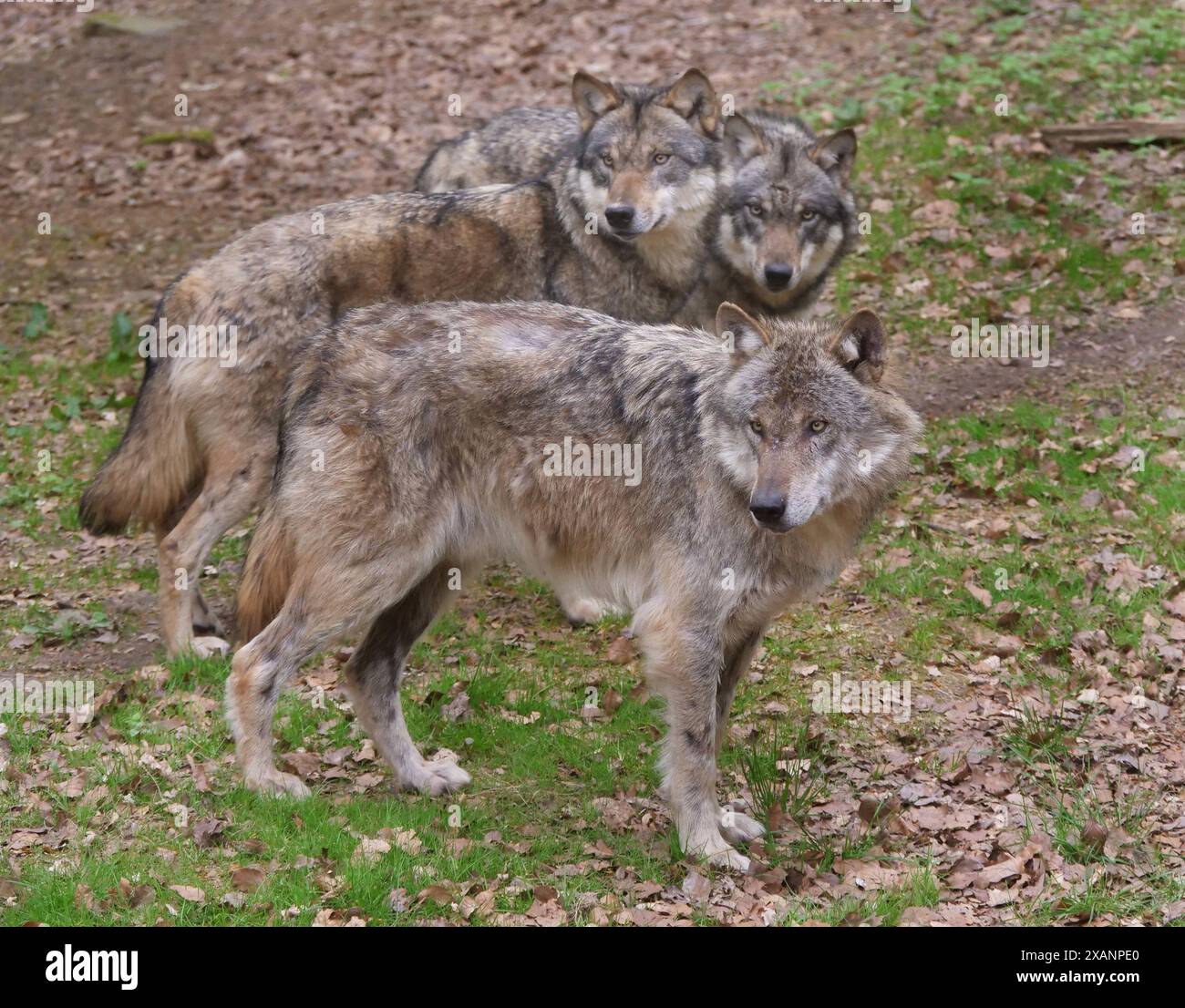 Wolf Europaeischer Grauwolf in Aktion Wolf Grauwolf *** Wolf European ...