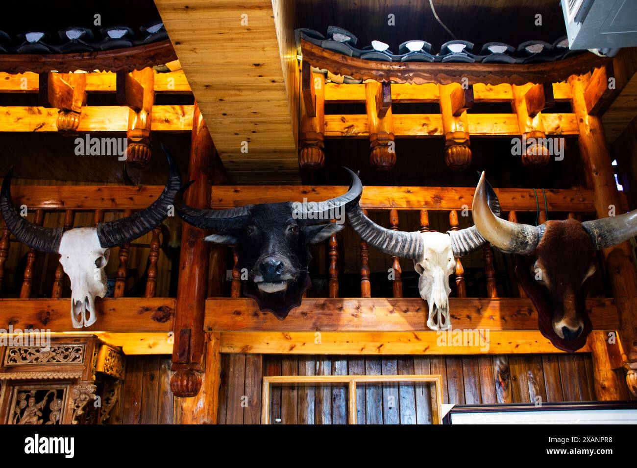 Taxidermy stuffing animal head in local souvenirs gift shop for chinese ...