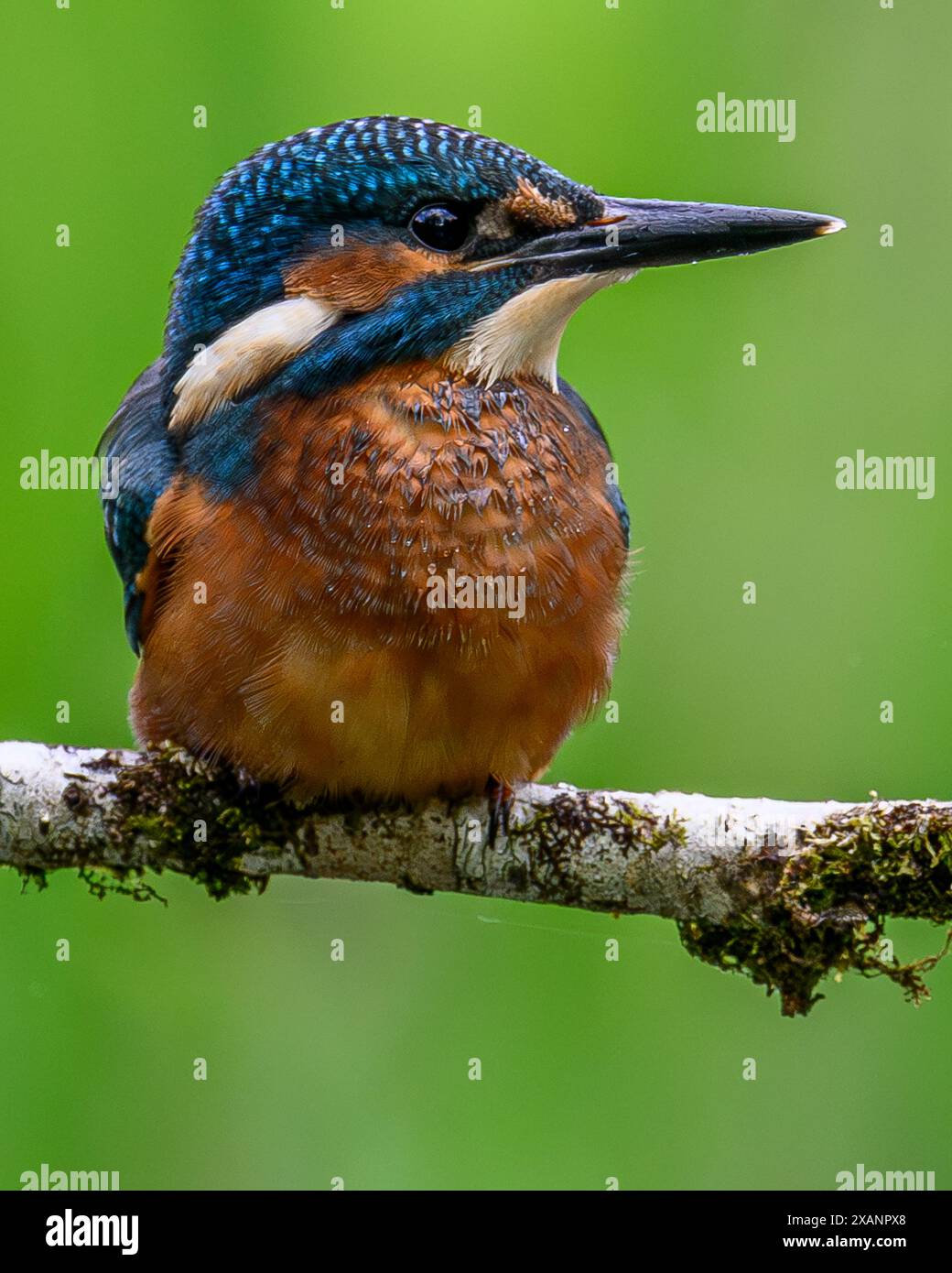 Kingfisher with catch in beak hi-res stock photography and images - Alamy