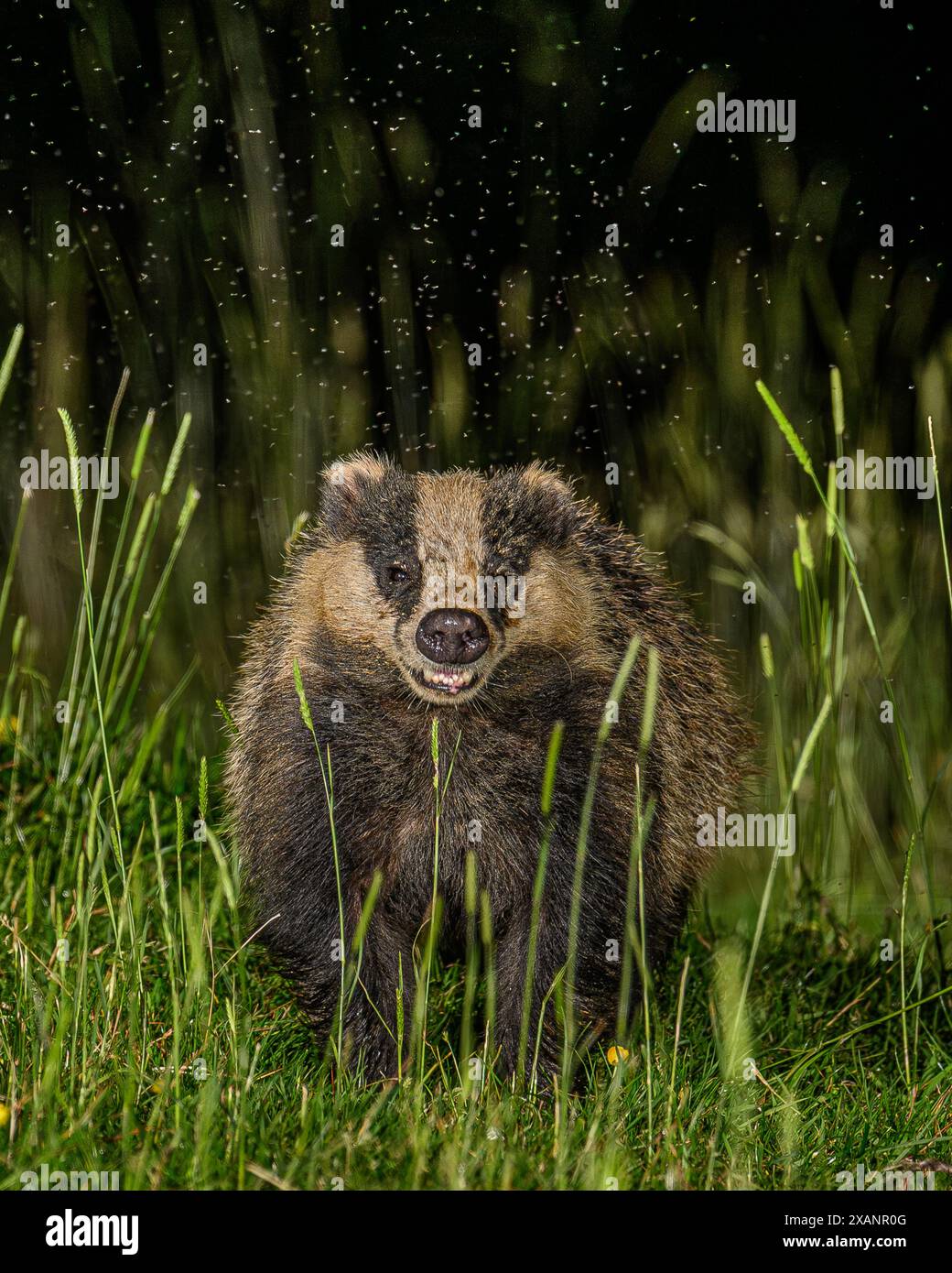 Badger close up hi-res stock photography and images - Alamy
