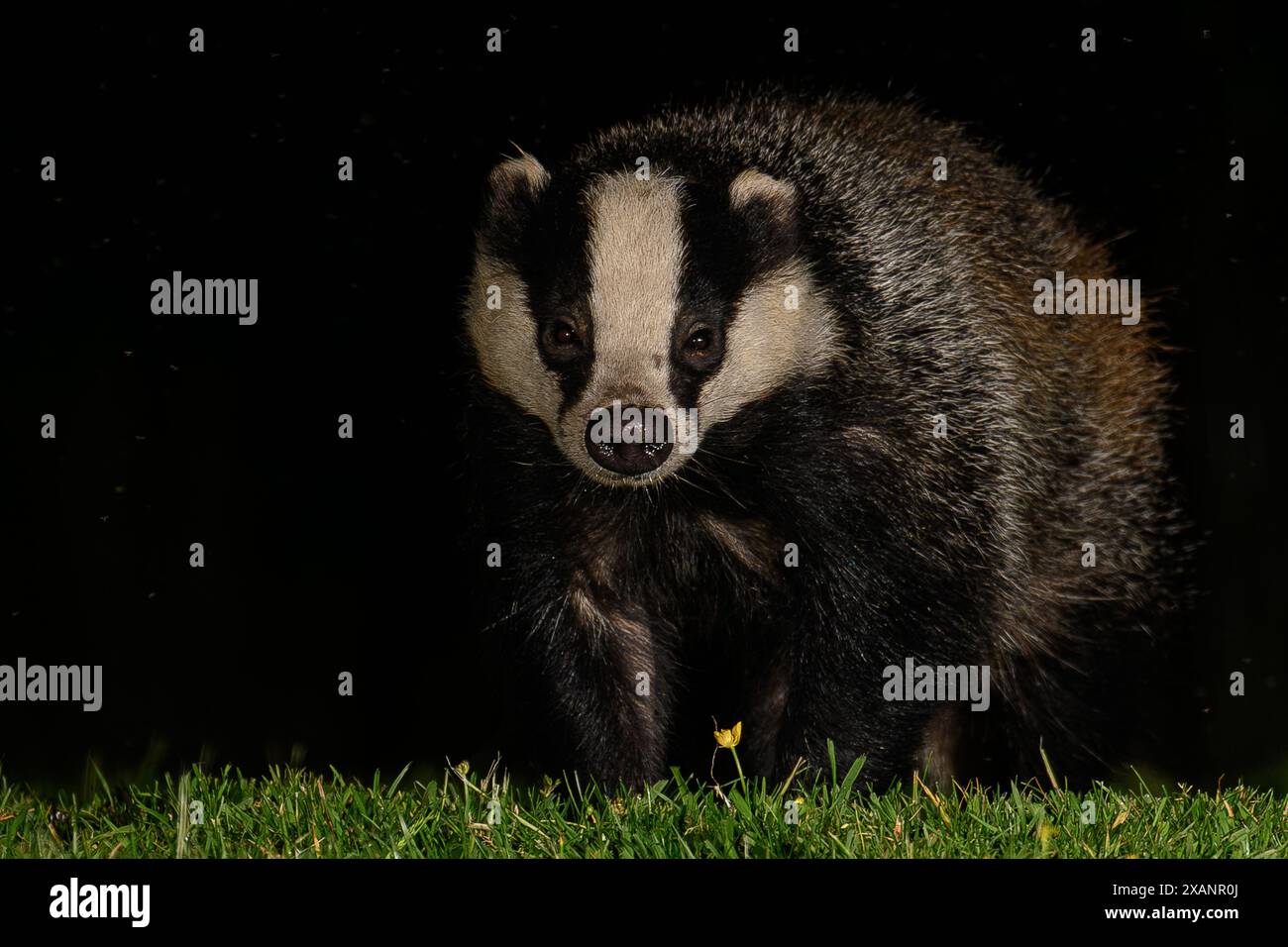 Badger close up hi-res stock photography and images - Alamy