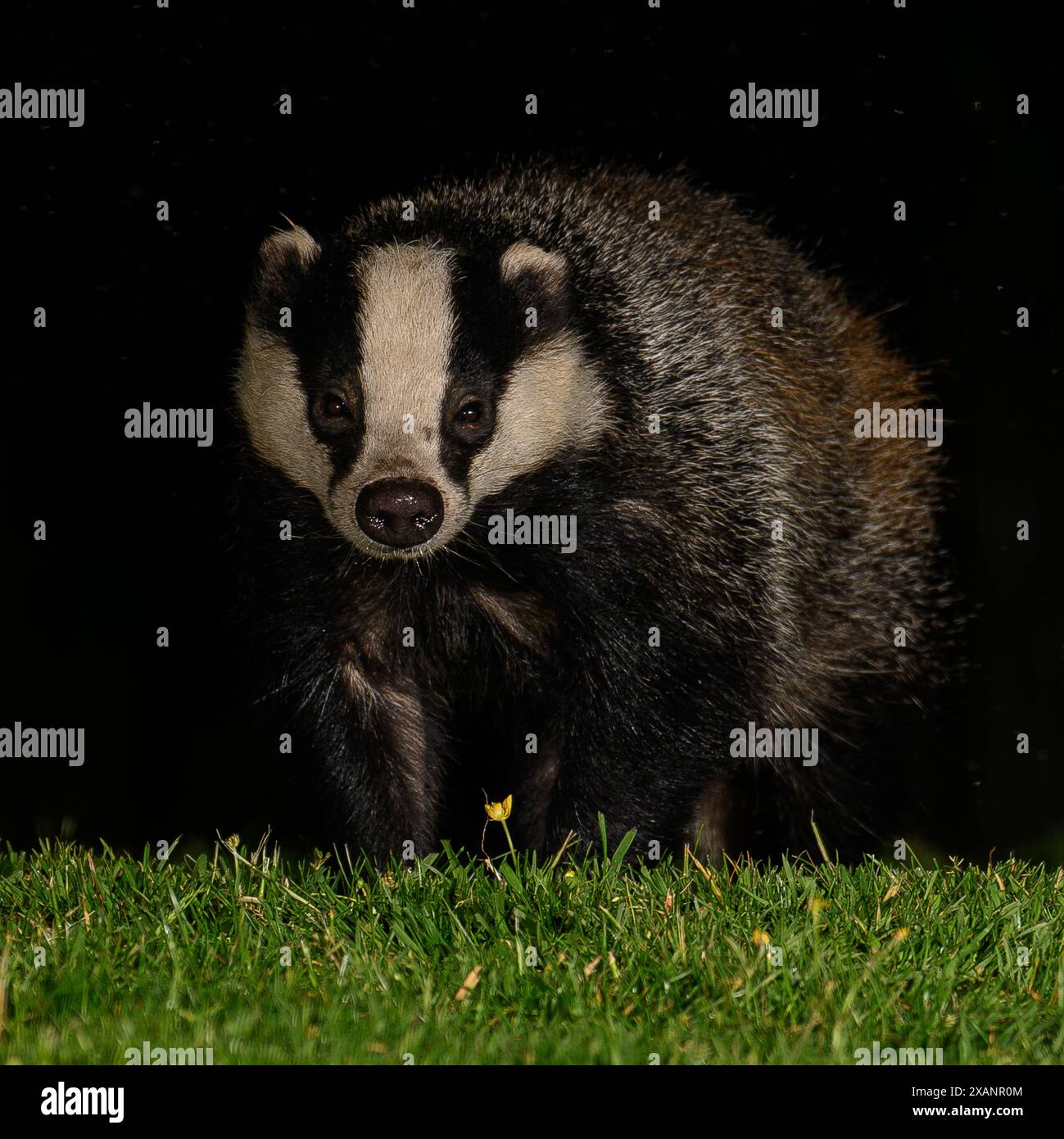 Badger close up hi-res stock photography and images - Alamy
