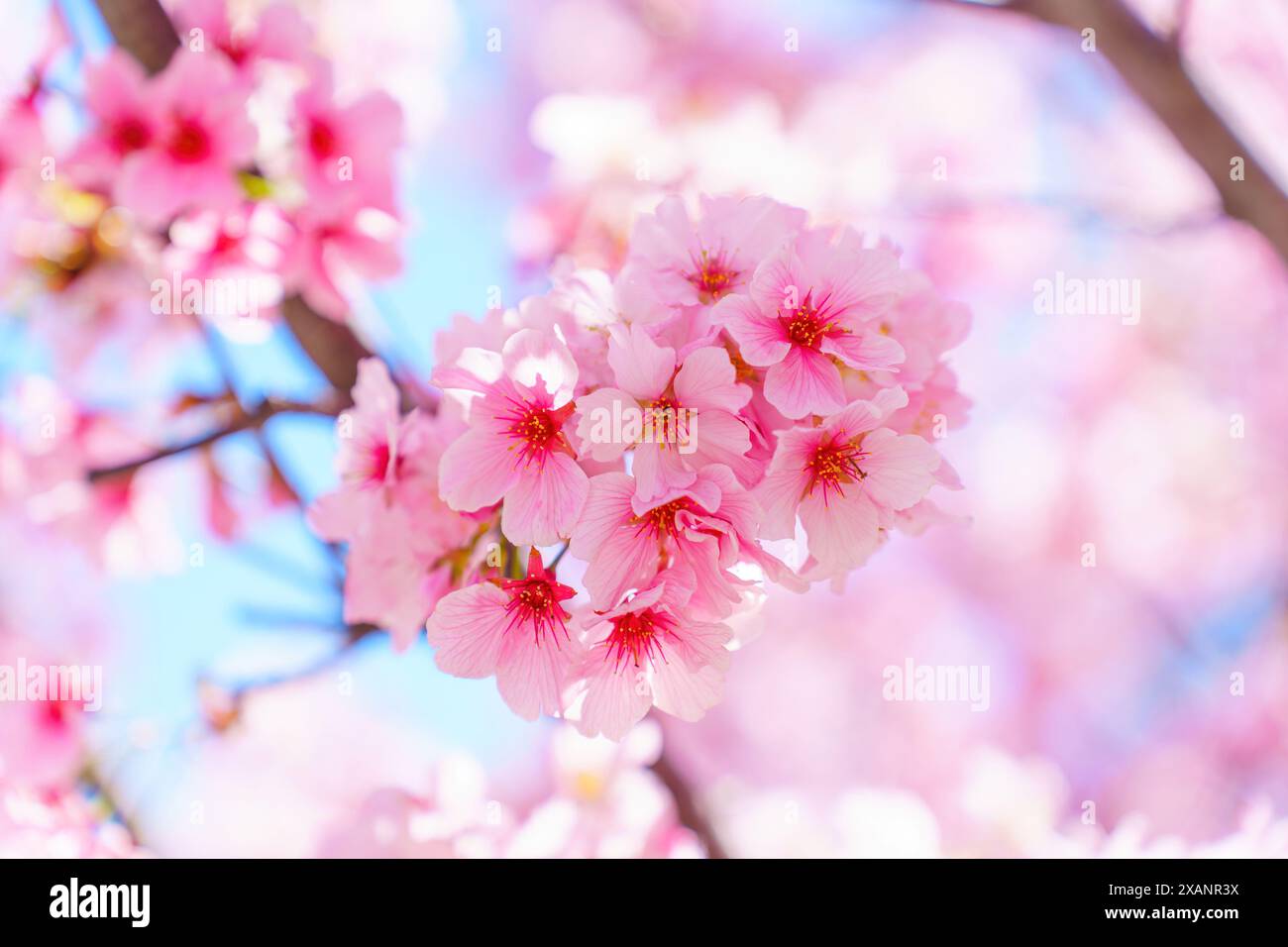 Serene and picturesque background featuring blooming sakura (cherry ...