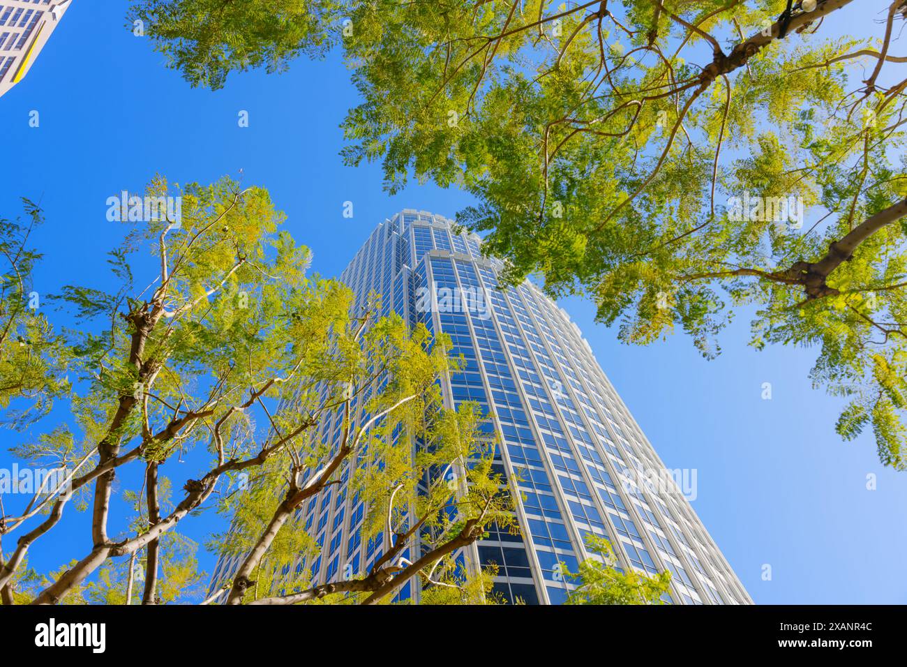 Skyscraper in downtown Los Angeles, framed with tree tops with green ...