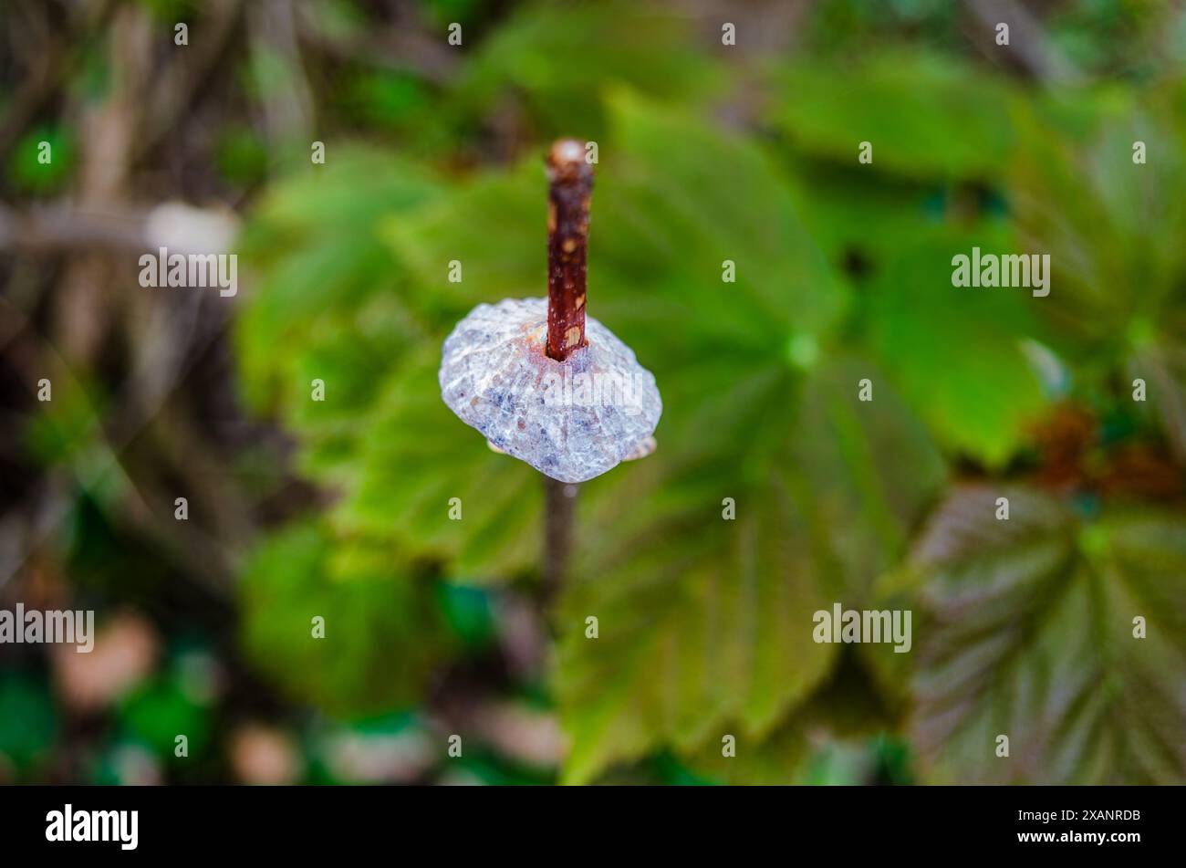 A shell with a hole in it threaded on a tree branch in Crawfordsburn ...
