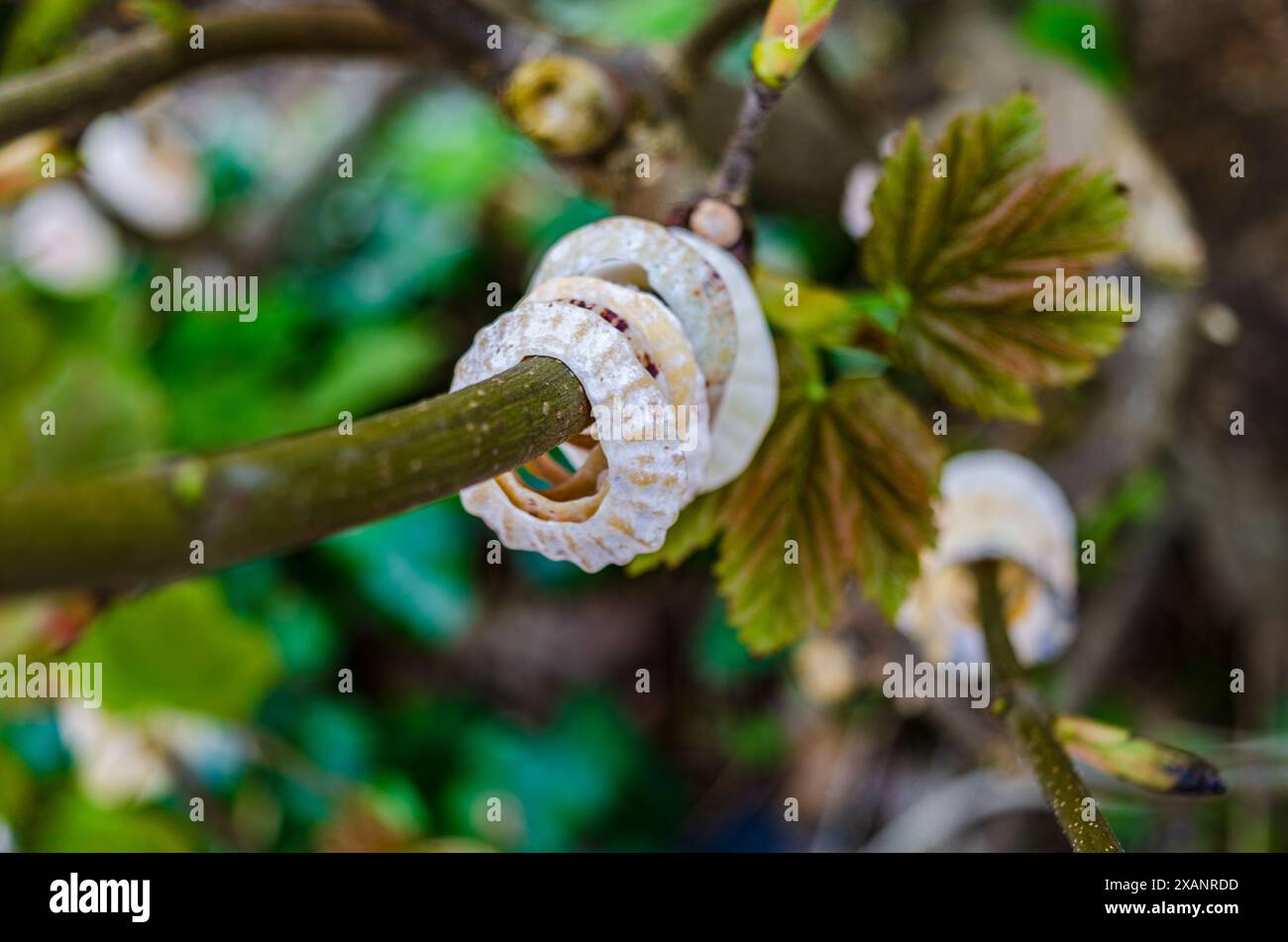 Shells with holes in them threaded on a tree branch in Crawfordsburn ...