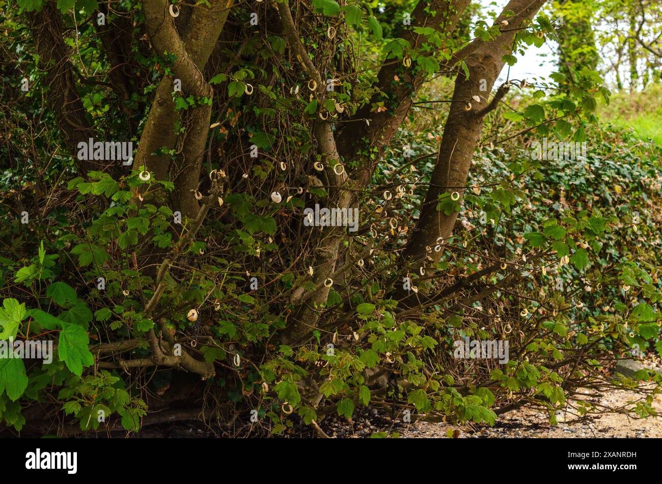 Shells with holes in them threaded on tree branches in Crawfordsburn ...