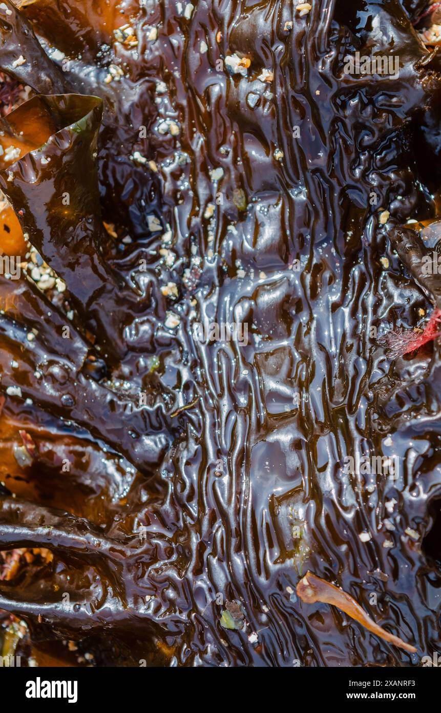 Sugar kelp or Devils Apron (Saccharina latissima) washed up on the ...