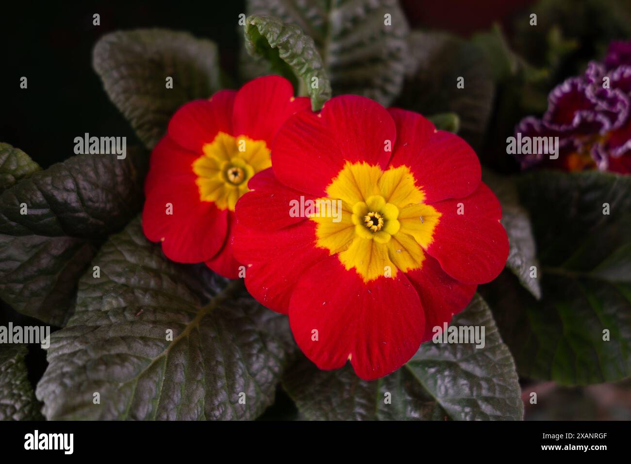 Red purple flower combination hi-res stock photography and images - Alamy