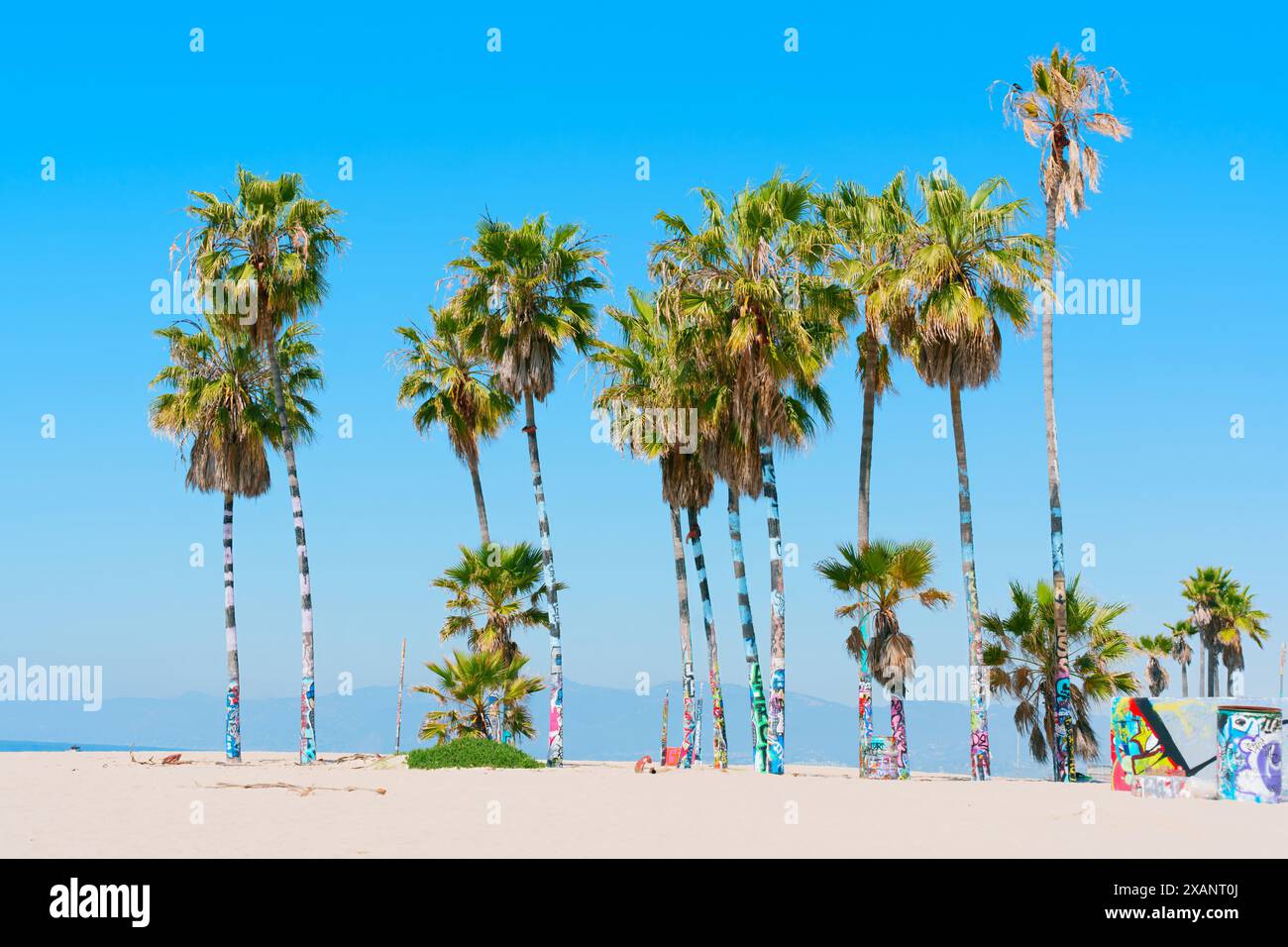 Los Angeles, California - April 3, 2024: Vibrant group of palm trees ...