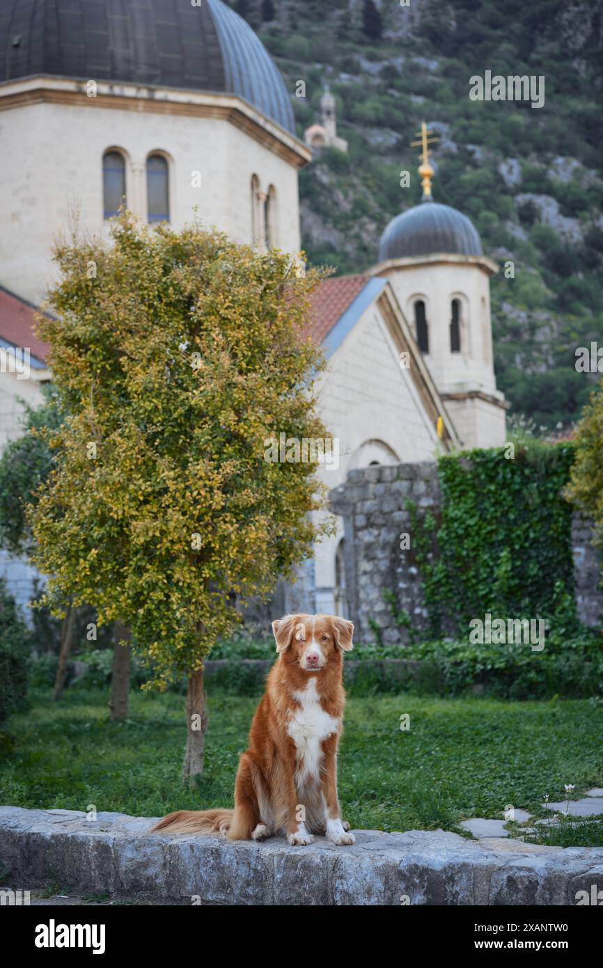 An observant Nova Scotia Duck Tolling Retriever dog sits regally in a ...
