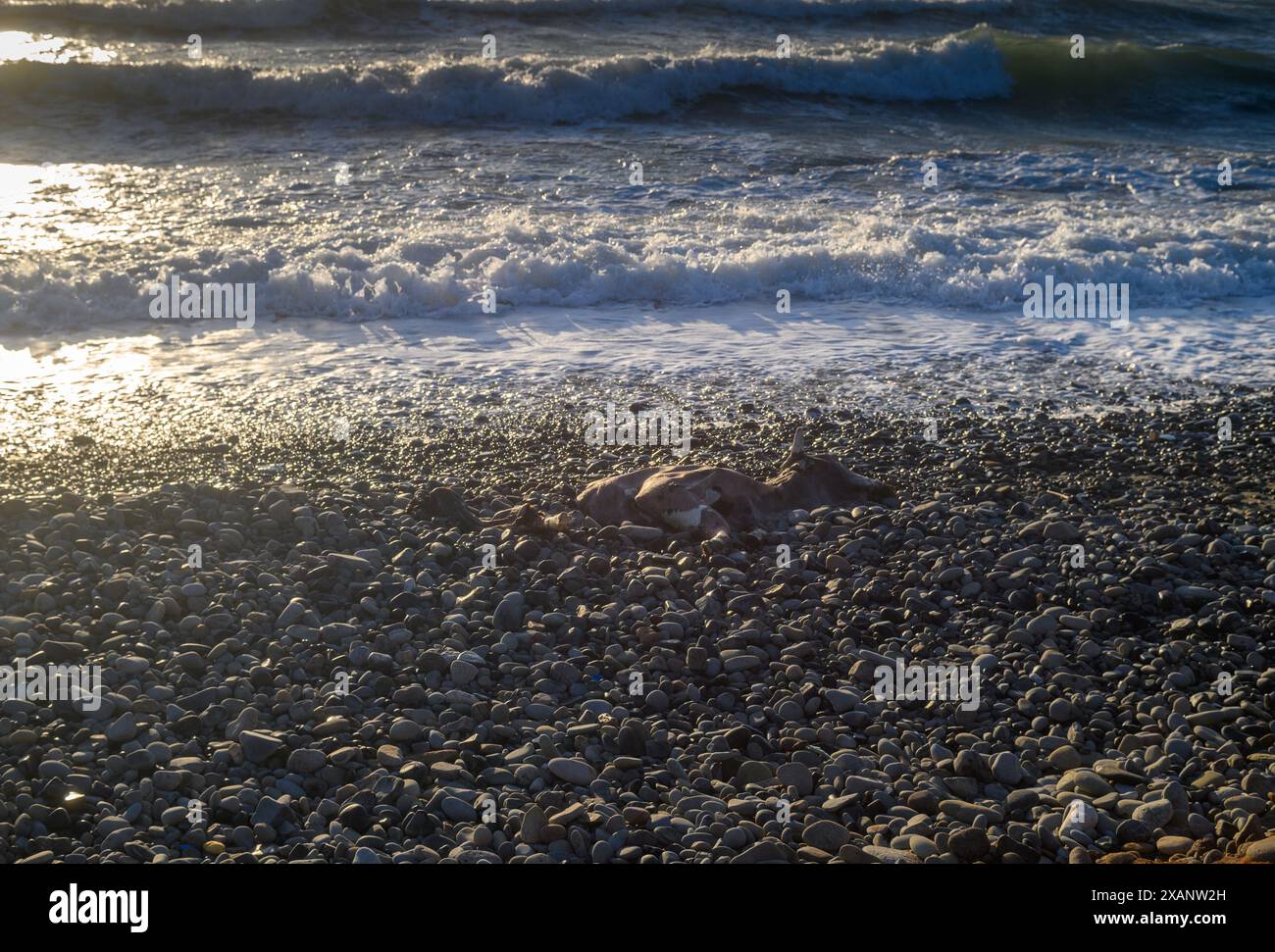 the corpse of a cow washed up by the Mediterranean Sea on the beach of ...
