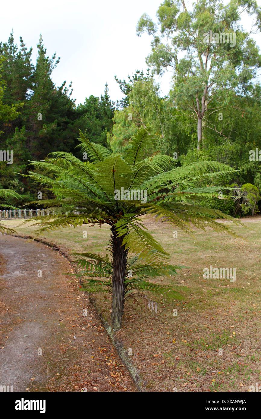 Ponga new zealand hi-res stock photography and images - Alamy