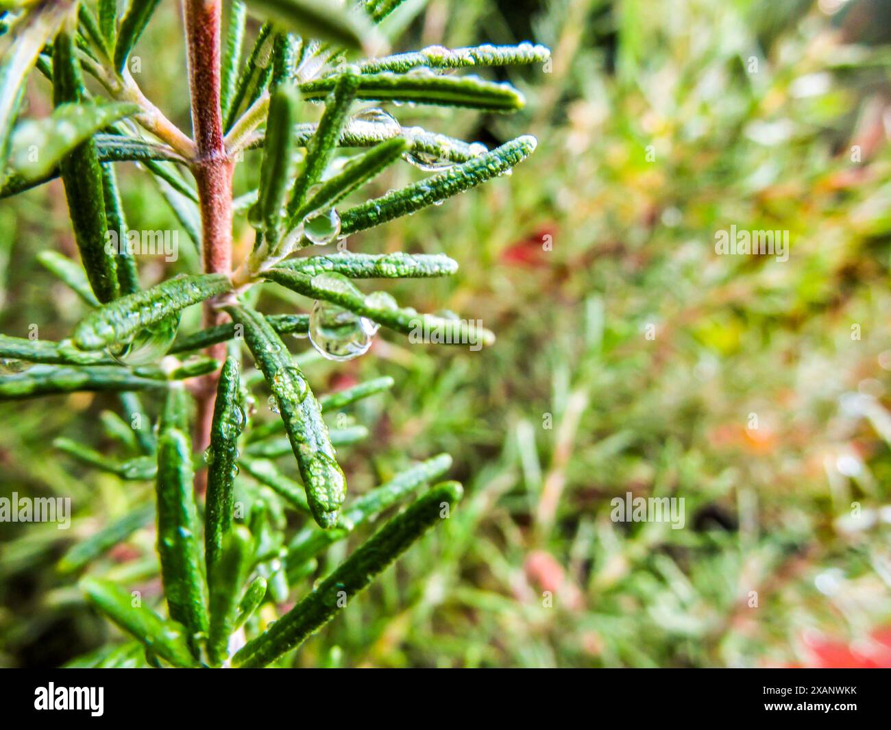 Water droplets caught between the needle-like leaves of a Rosemary ...