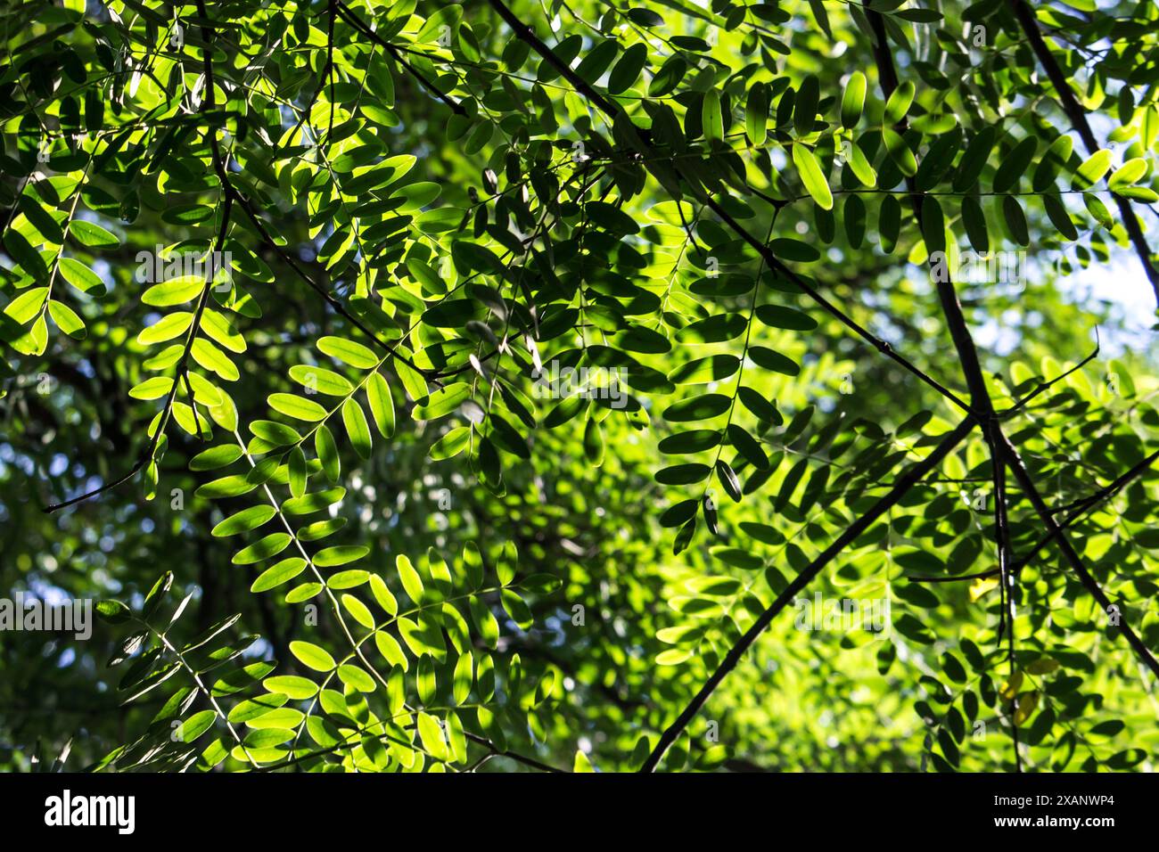 Boer bean tree hi-res stock photography and images - Alamy