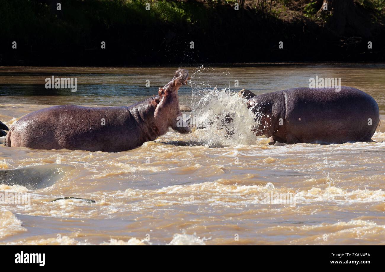 A dominant Hippo bull makes threatening gestures and noises to a female ...