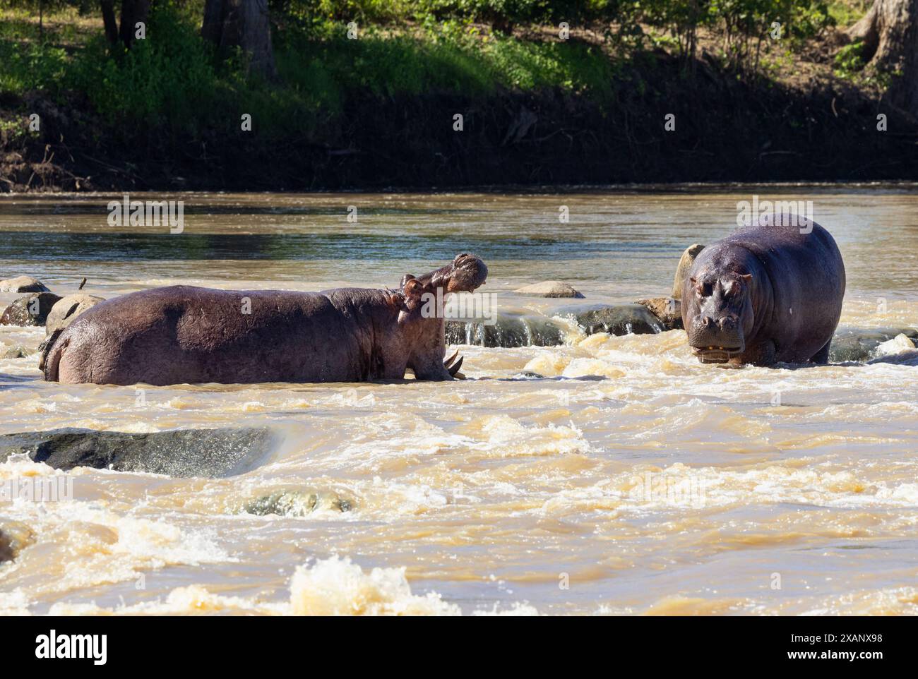 Hippo mating hi-res stock photography and images - Alamy