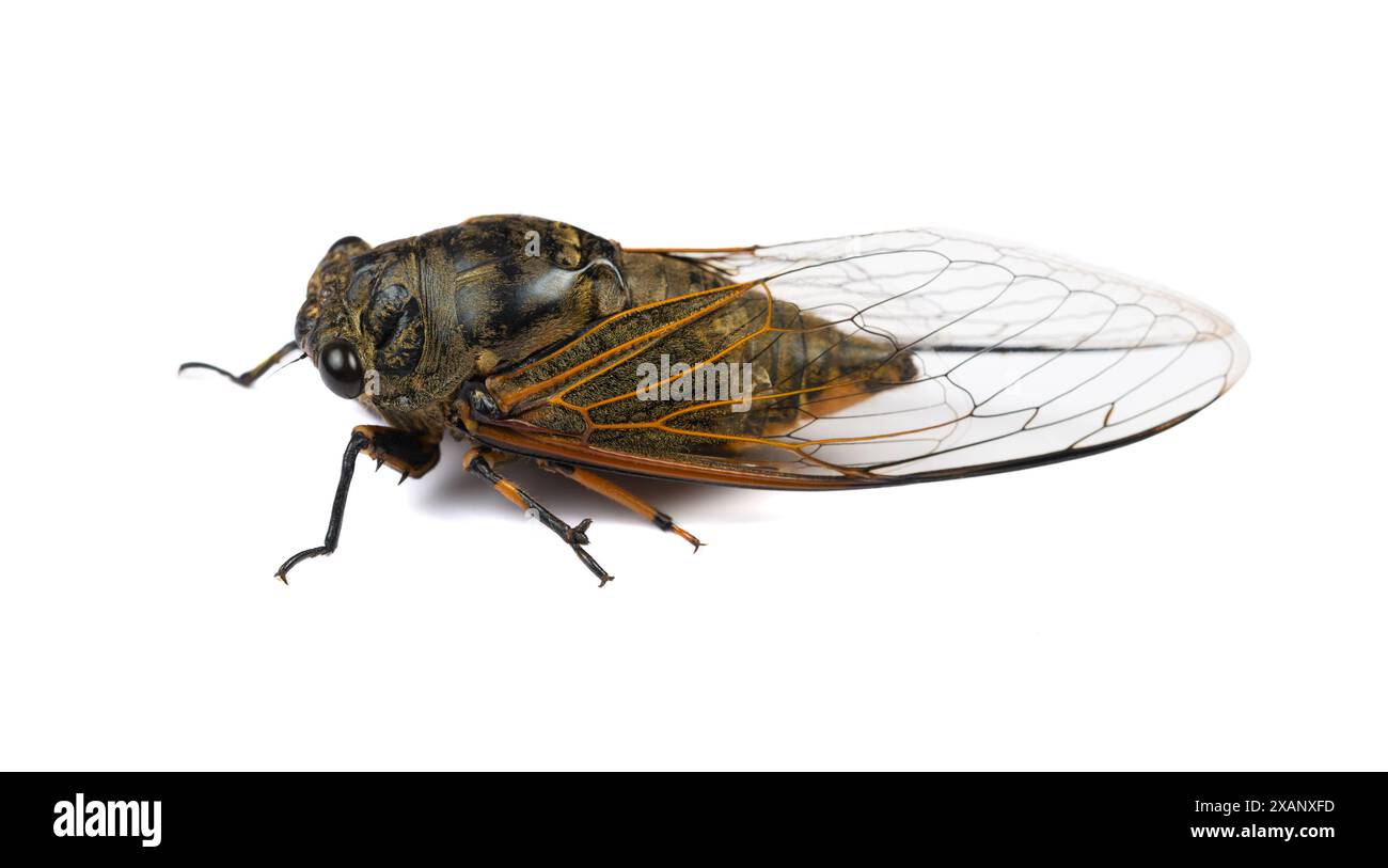 angle view black and gold cicadas on a white background Stock Photo - Alamy
