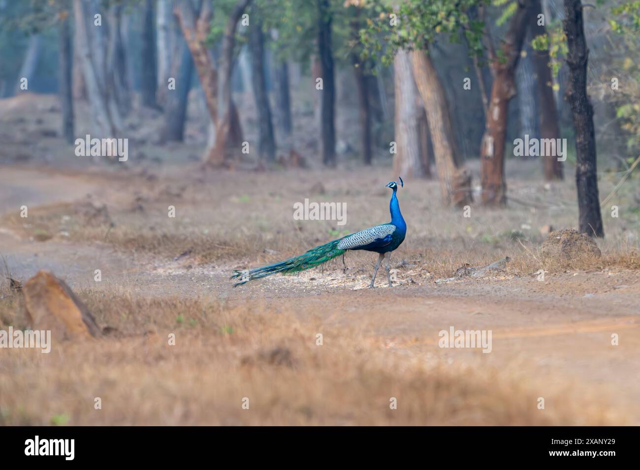 Male Peacock on Track in Tadoba NP, India Stock Photo - Alamy