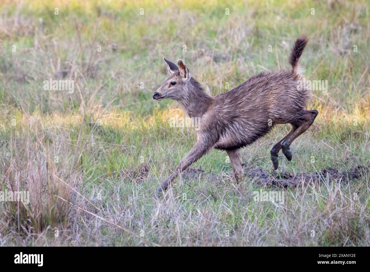 Sambar Deer Female (Rusa unicolor Stock Photo - Alamy