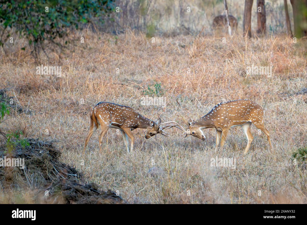 Axis deer chital male hi-res stock photography and images - Alamy