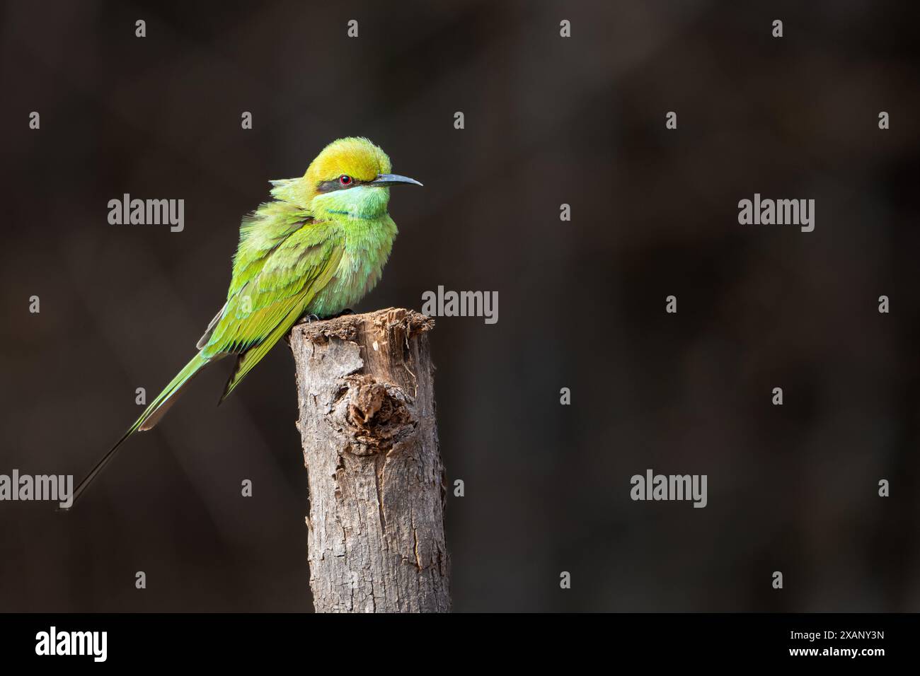Asian Green Bee-eater (Merops orientalis Stock Photo - Alamy